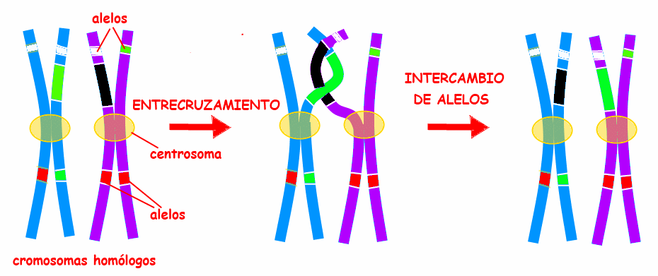 BIOLOGÍA II: Teoria Cromosomica De La Herencia