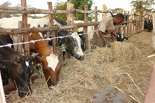 the eastafrica: WAFUGAJI WATAKIWA KUJIKITA KWENYE UFUGAJI WA NG'OMBE WA ...