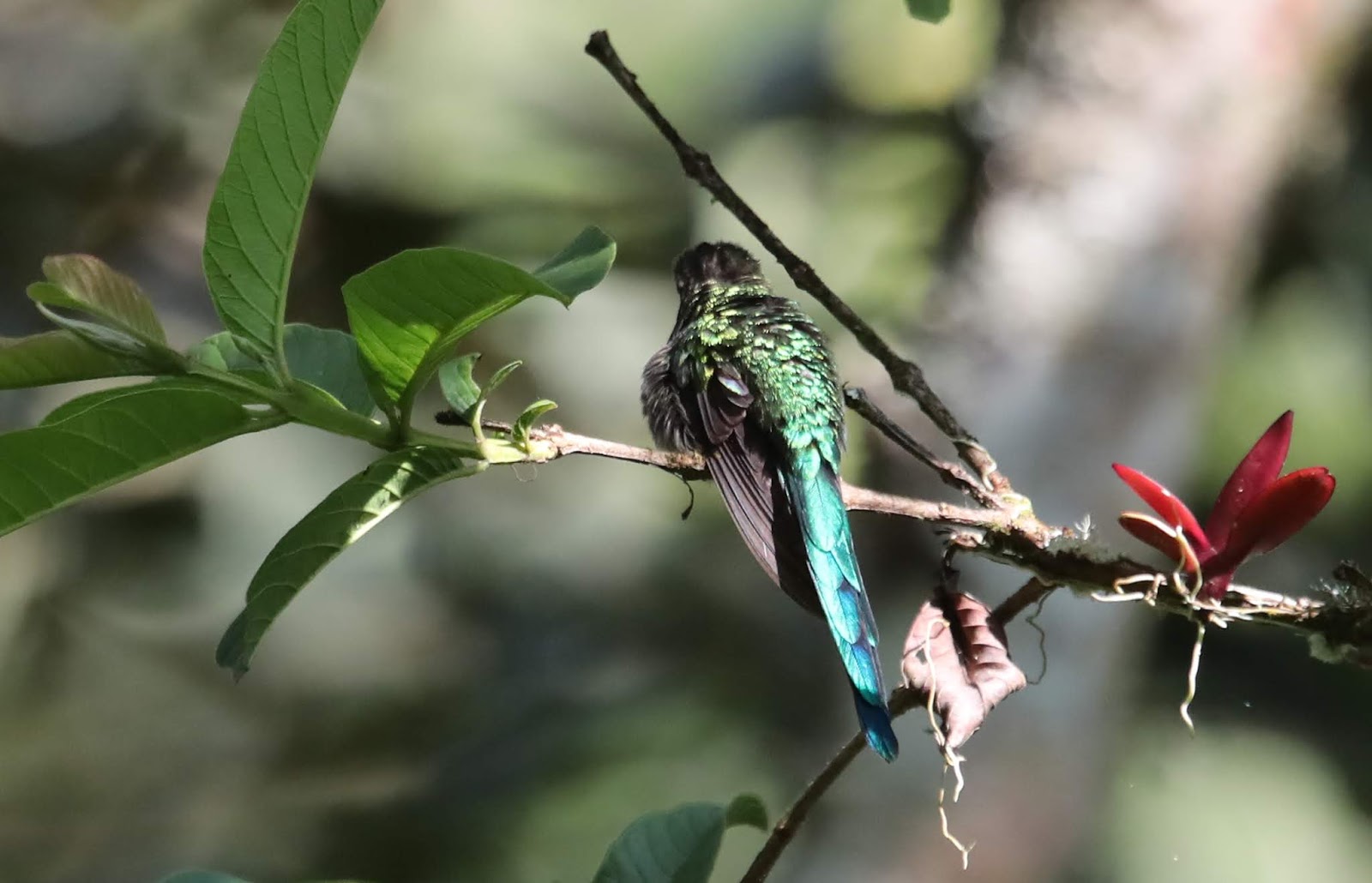 Instantes alados Perú y Ecuador 2018: colibrí verde de cola larga