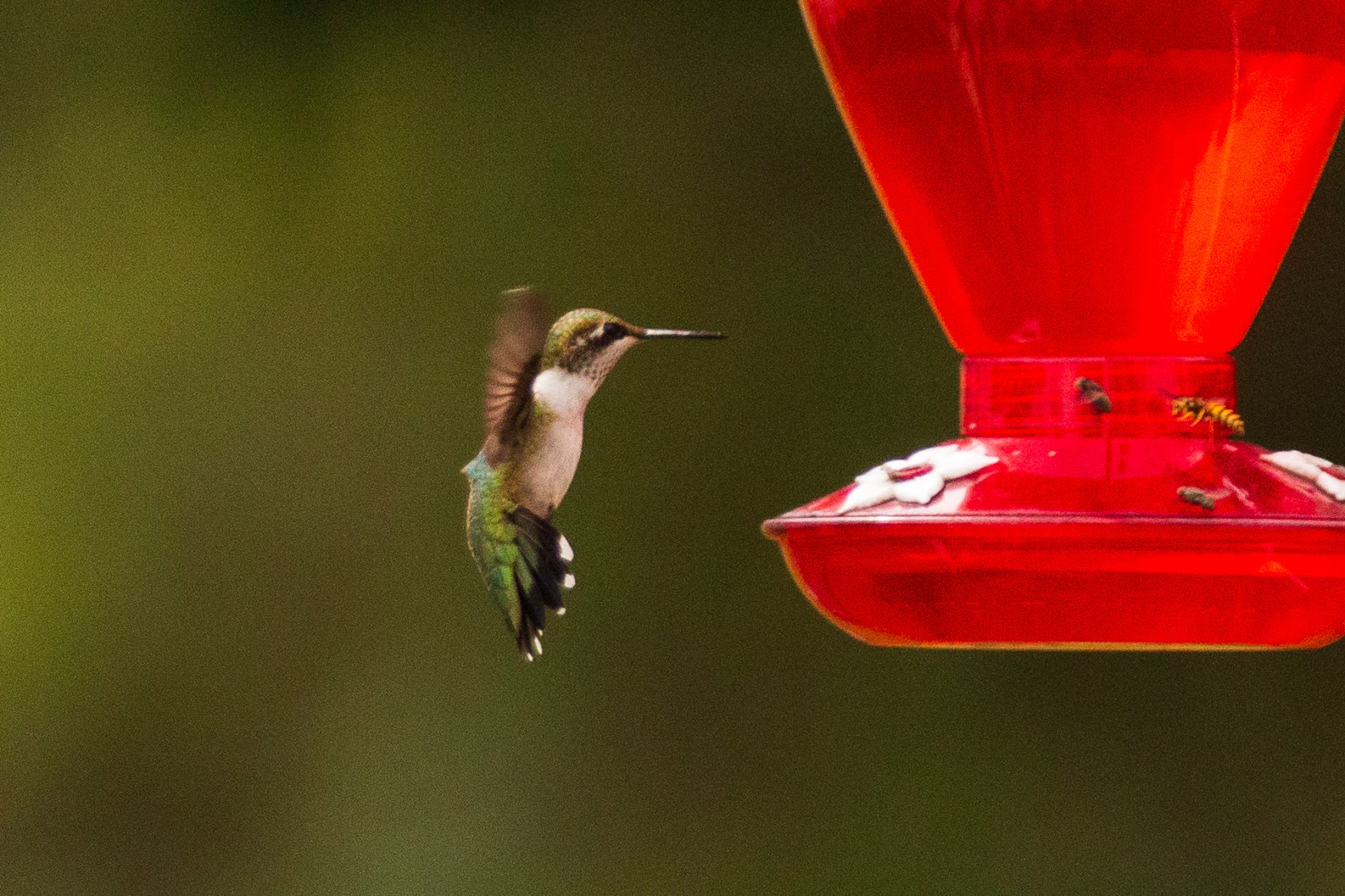 Bill Vocke Photos: HUMMINGBIRDS (AND AN ANGRY YELLOW JACKET!)