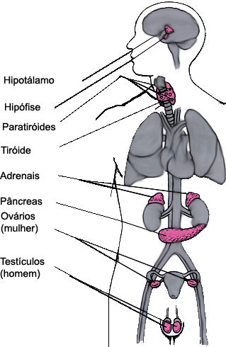 Blog de Ciências: Sistema Hormonal
