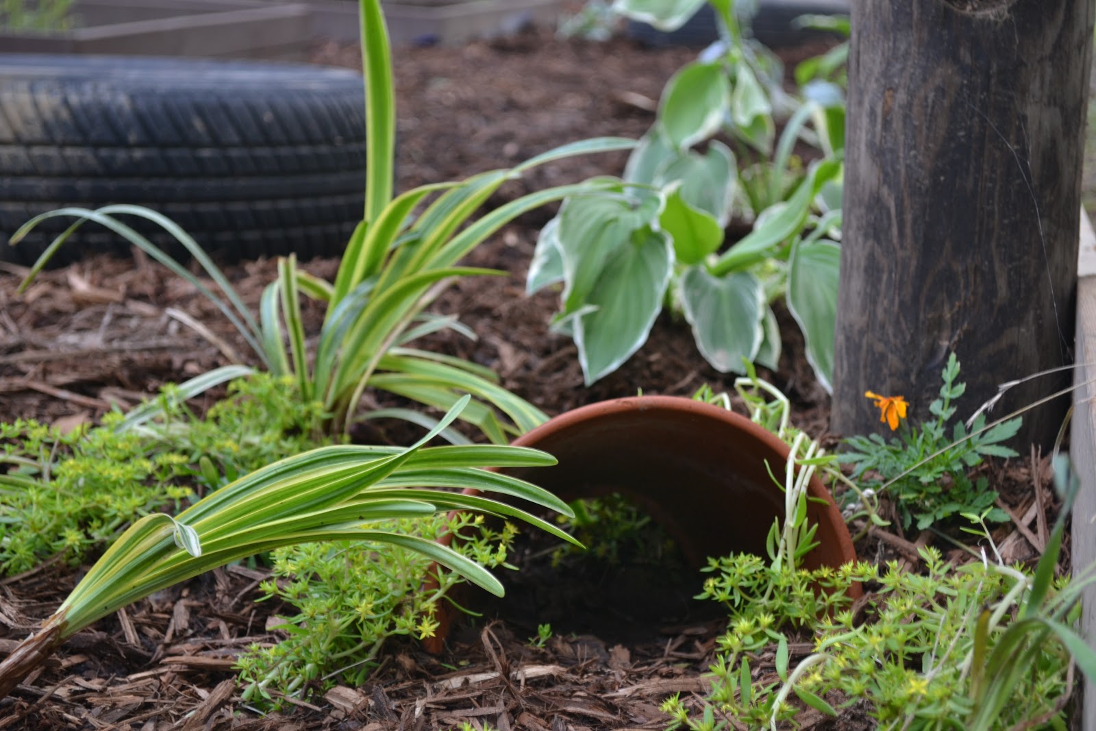 Our Neck of the Woods: How To Make A Toad House