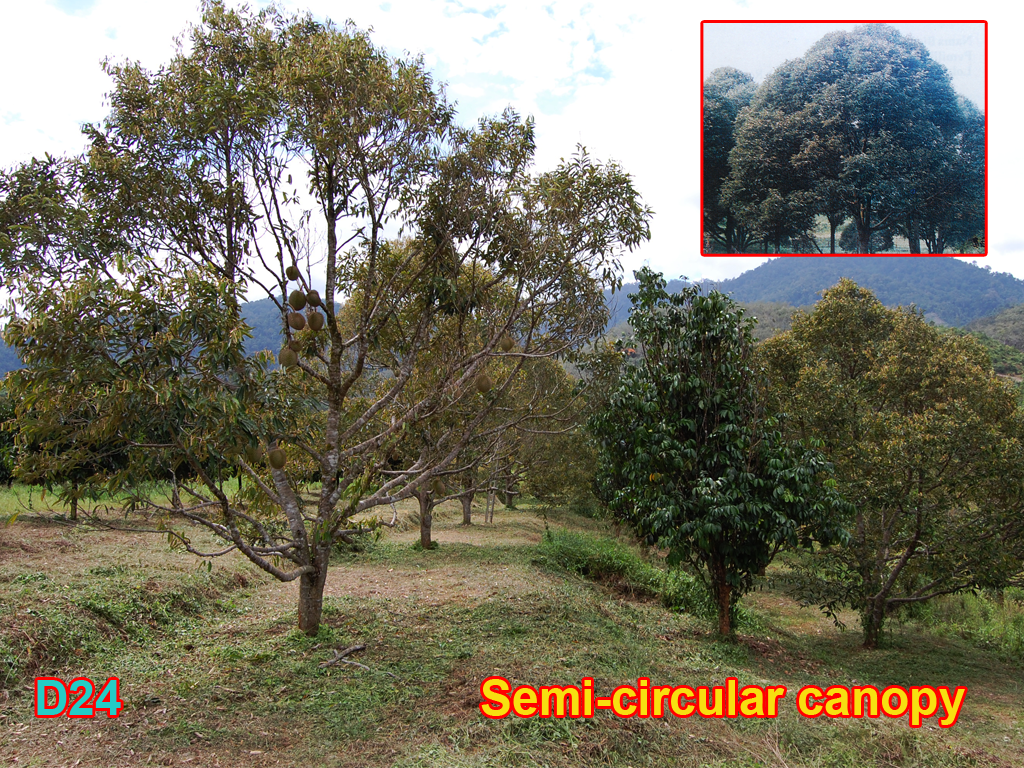 Durian Info: Pruning and Training The Durian