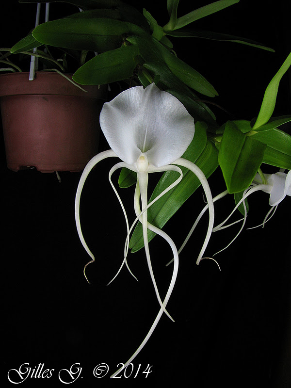 Angraecoid orchids: Angraecum germinyanum Hook. f. (1889)