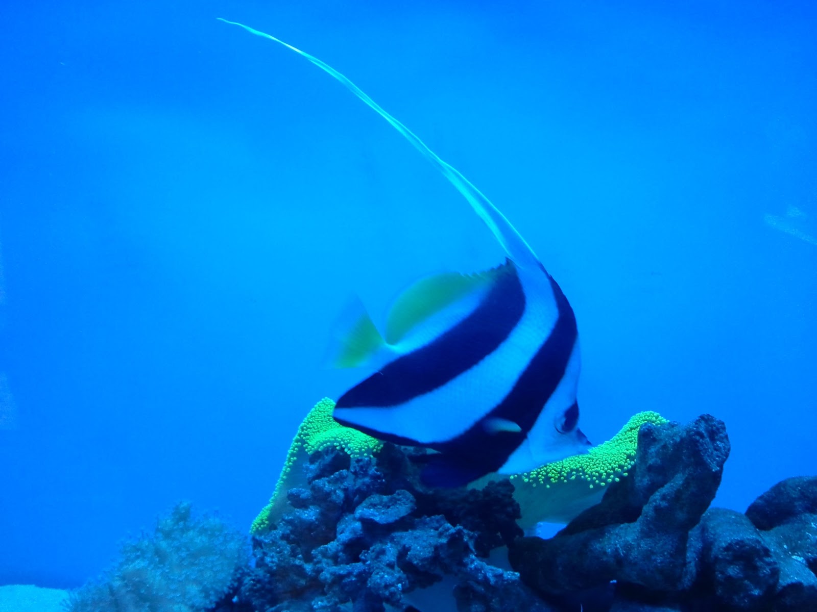 ce fac in weekend...: Expozitie de pesti exotici in Herastrau