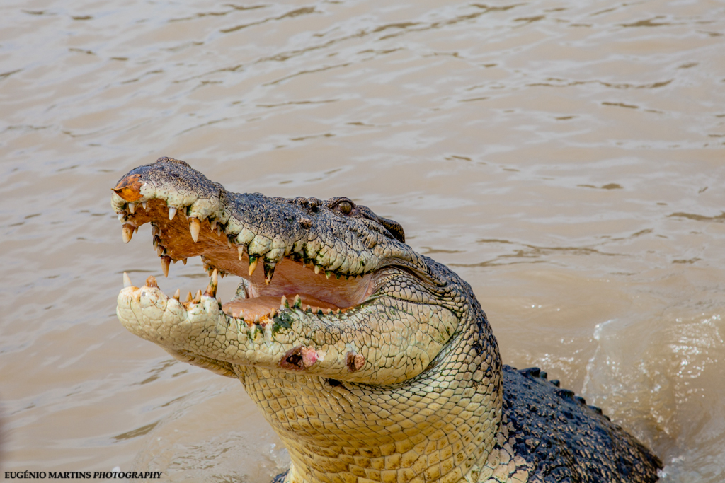 GenoPhotoLog: Saltwater Croc (Adelade River, Darwin NT)