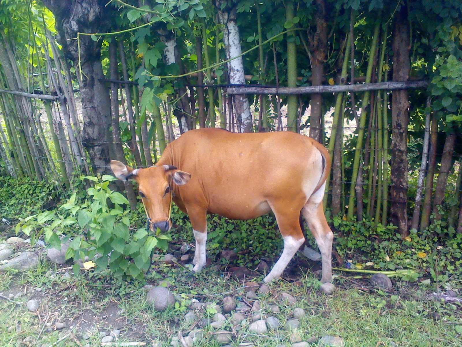 Sapi Sumbawa: Sapi sumbawa