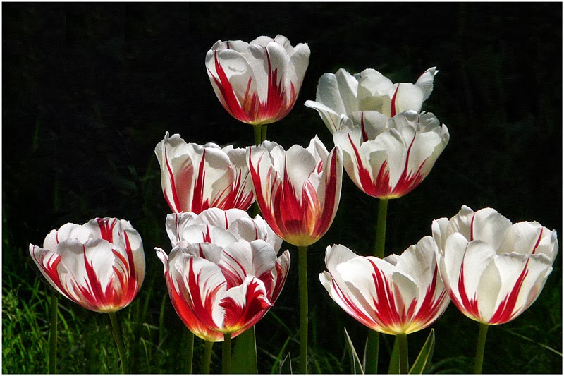 Imágene Experience: 30 fotos de tulipanes en varios colores para ver y ...