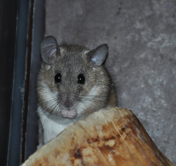 ZOOTOGRAFIANDO (6.096 ANIMALS): RATÓN ESPINOSO DE CRETA / CRETE SPINY ...