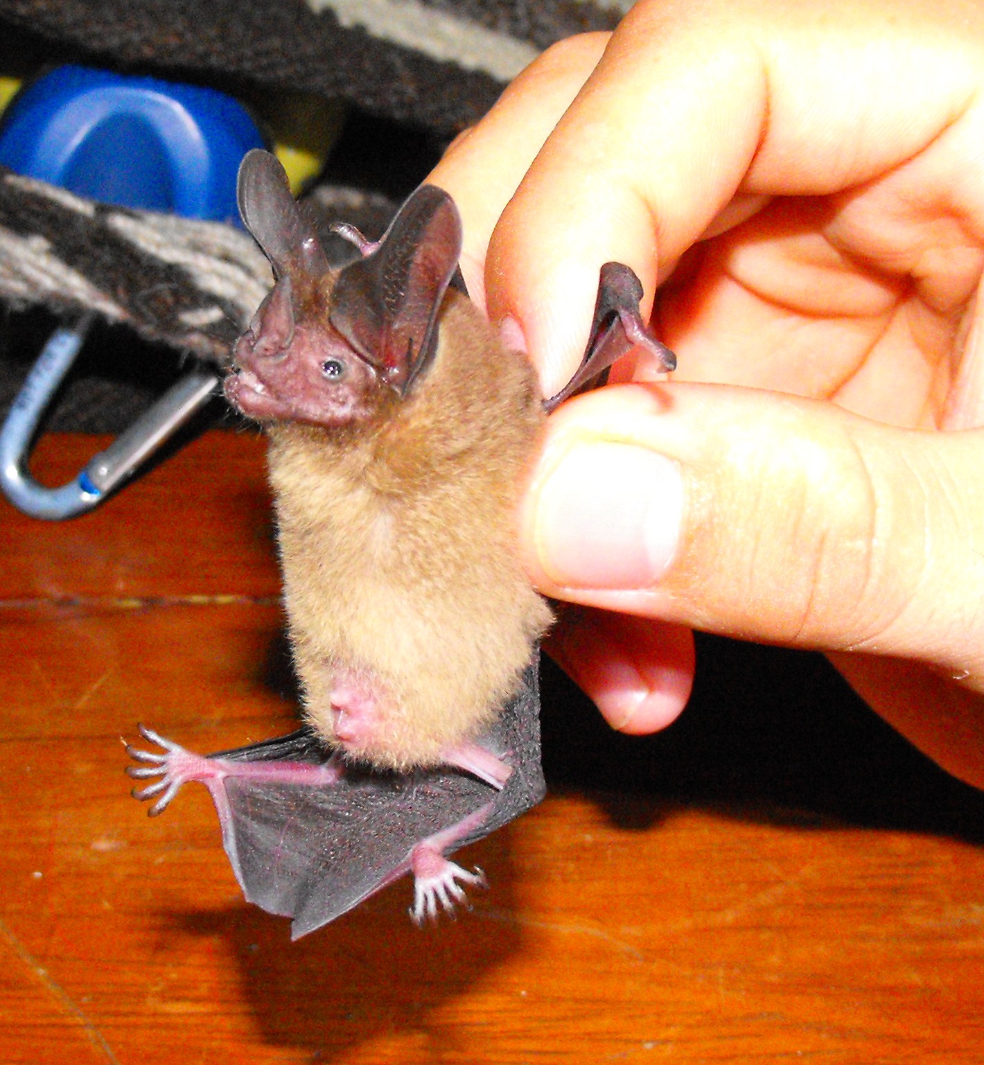 Central America: New Rainforest Mammals