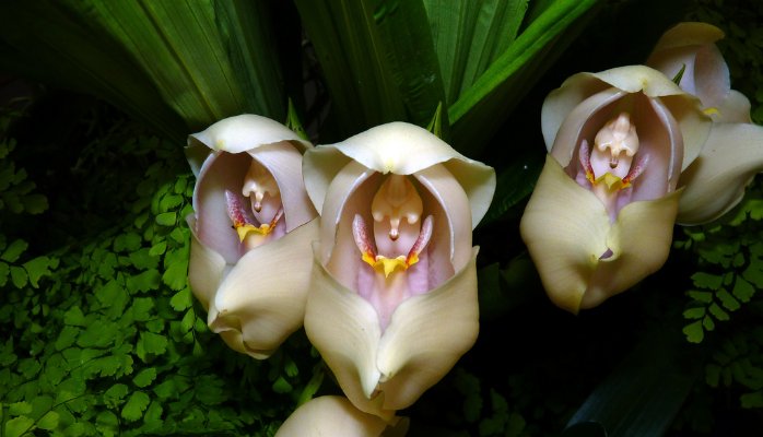 BUNGA UNIK !! 5 bentuk bunga ini aneh dan nyeleneh | Jalan tembuss