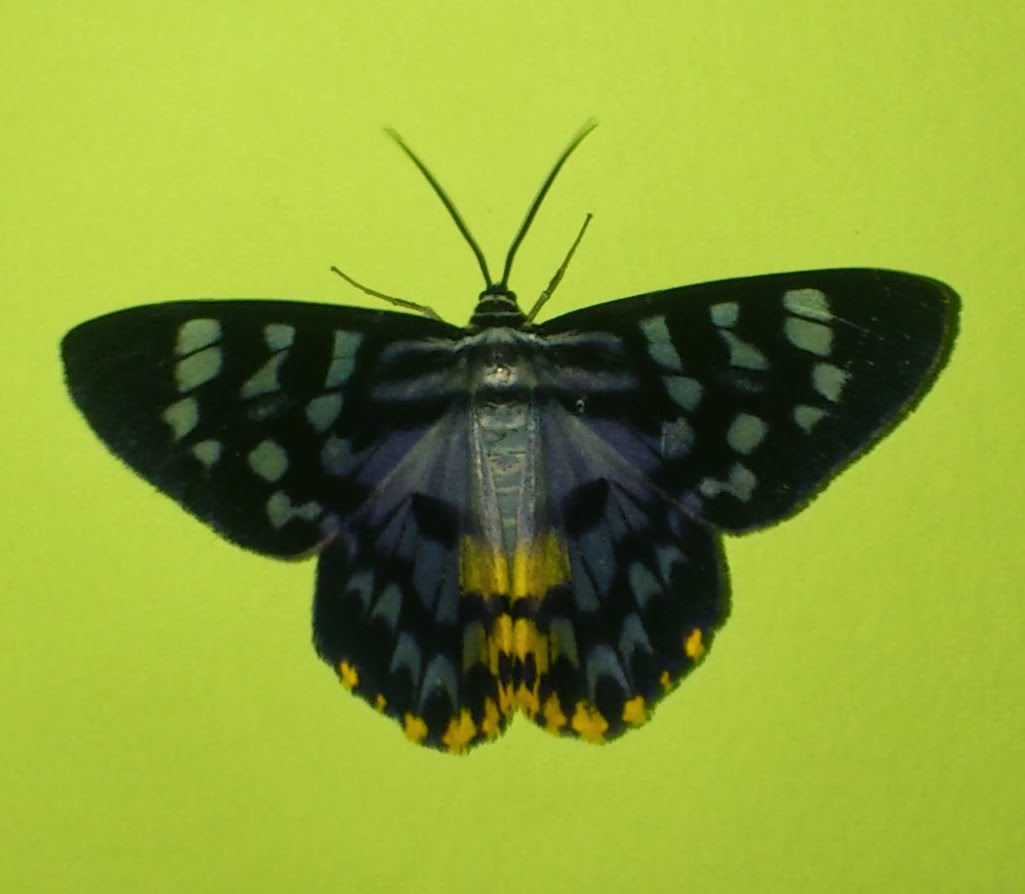 Bermula Ceritaku : Gambar menarik dari seekor rama-rama