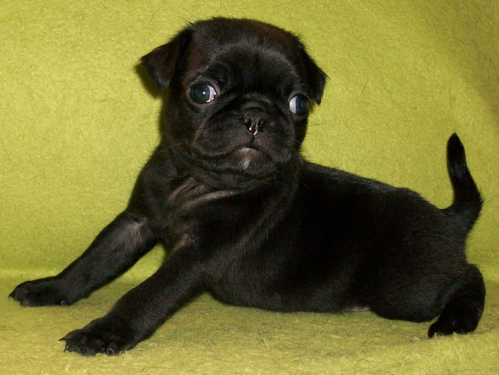 PUG LAGUNA TODO SOBRE LOS PUGS: Fotos