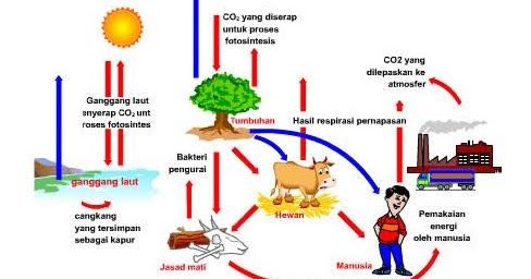 Aliran Energi dan Daur Biogeokimia - Materi Pendidikan | Kumpulan ...