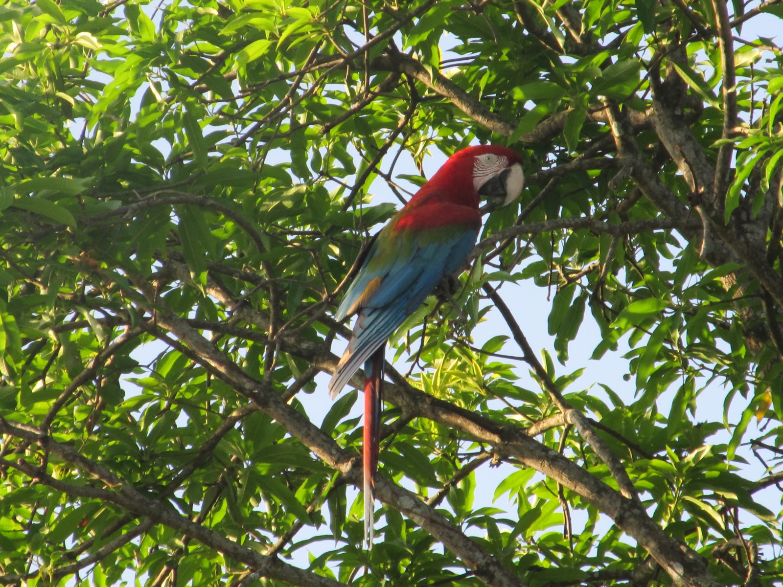 PANATOCUMEN: Guacamaya, una especie amenazada en Panamá