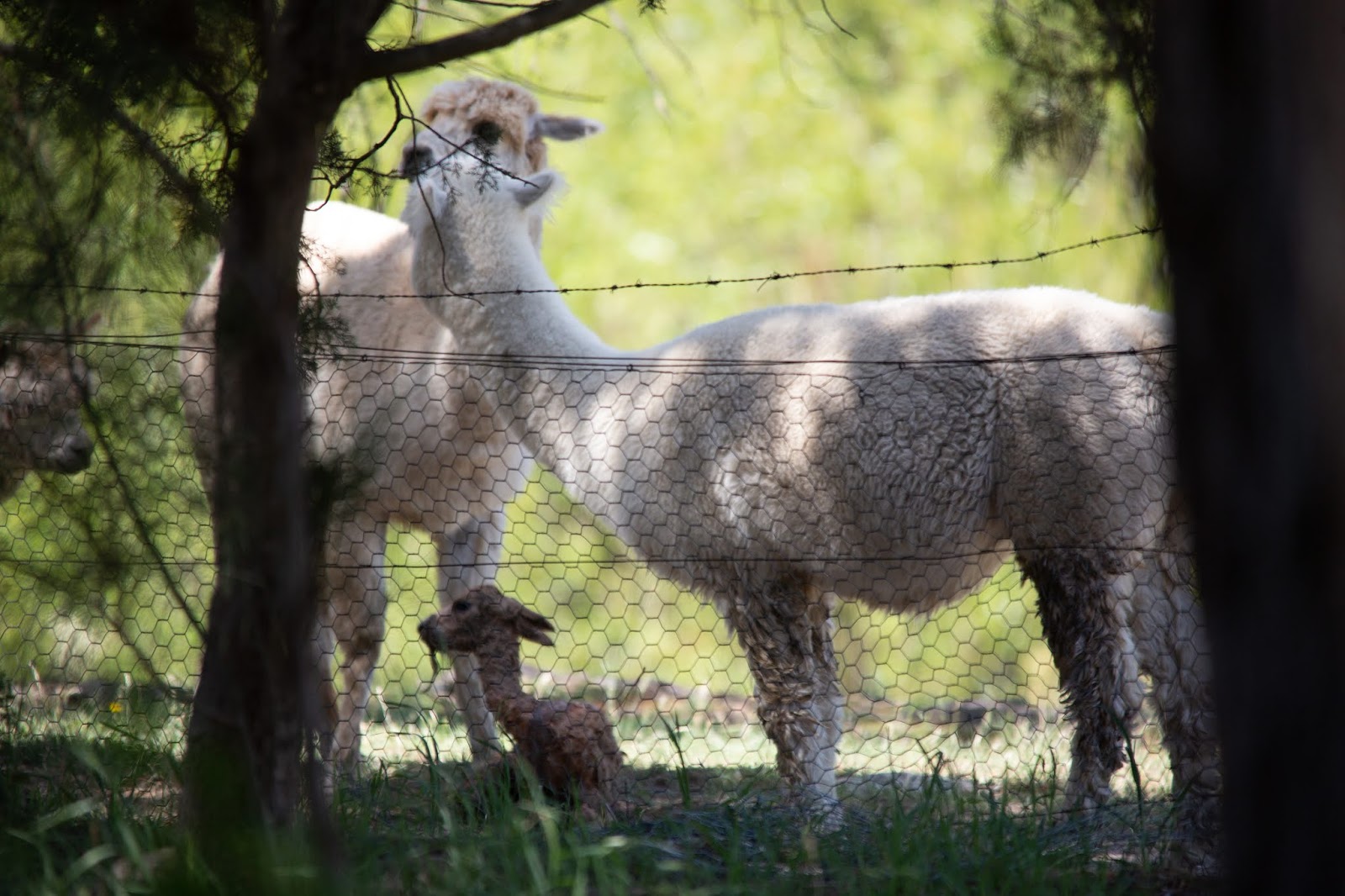 Small Farming: Alpaca Birth Sequence (time and images)