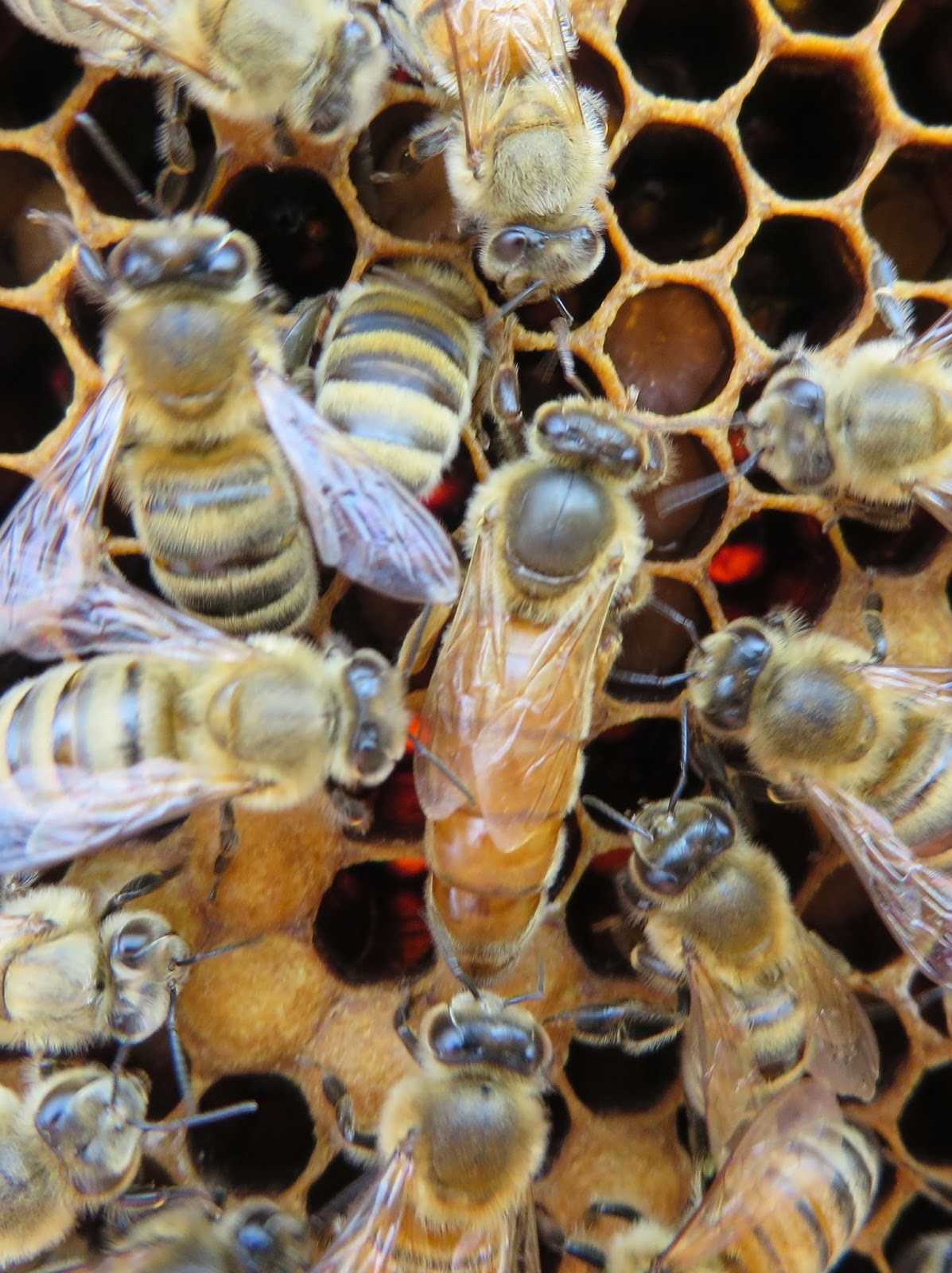 Maria's Bees: Getting Ready for Spring Splits | Splitting Beehives