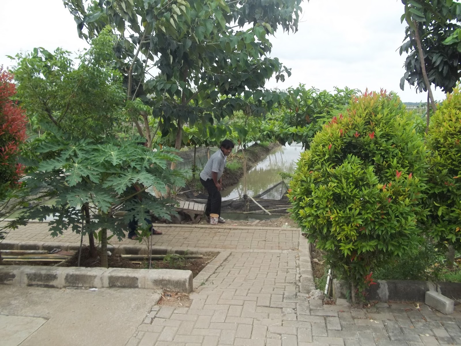 HUTAN KOTA DKI JAKARTA. : HUTAN KOTA ROROTAN