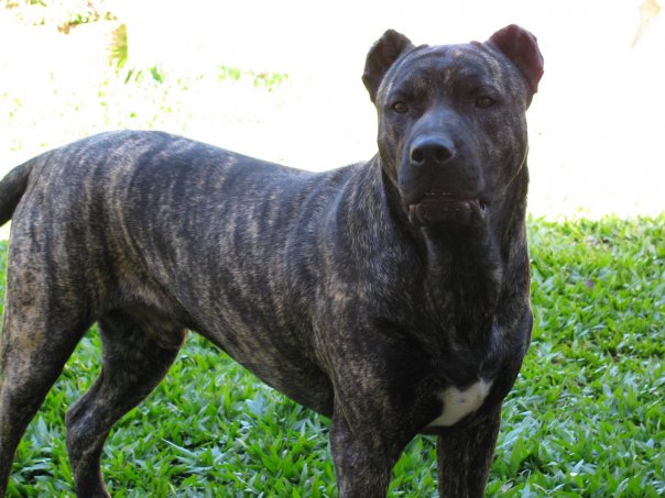 Cimarron Uruguaio: Conhecendo mais a raça Cimarron