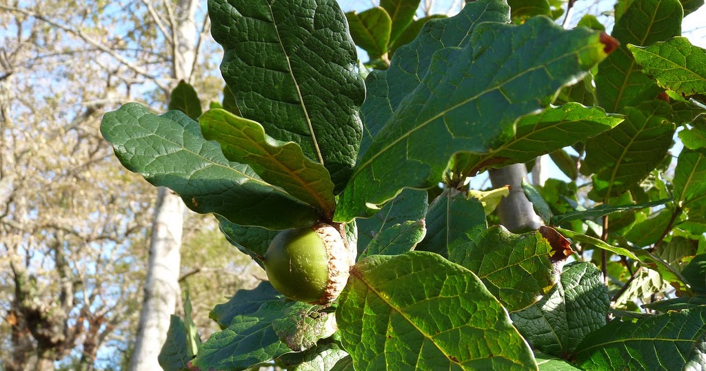 VIZCAYADO: QUERCUS COSTARICENSIS, DE CENTROAMÉRICA