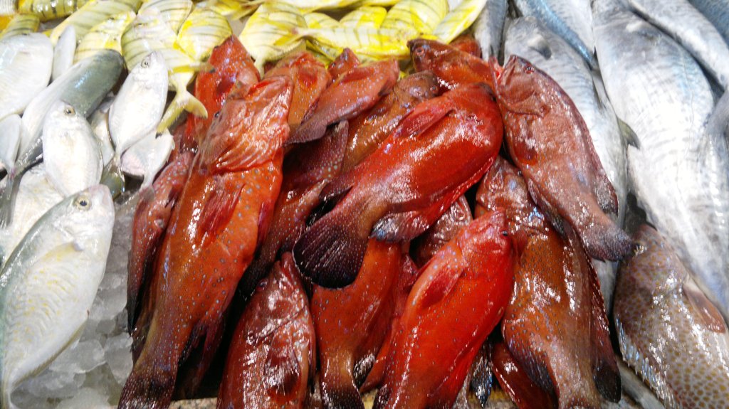 About Jay's Journey: The Fish Experience