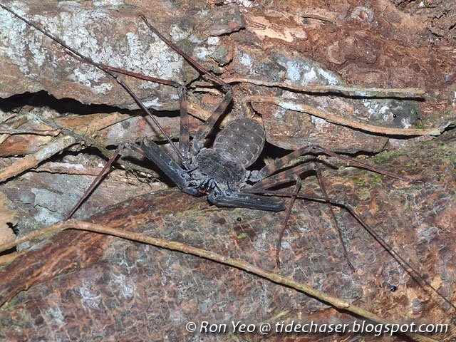 tHE tiDE cHAsER: Spiders, Scorpions & Other Arachnids (Phylum ...