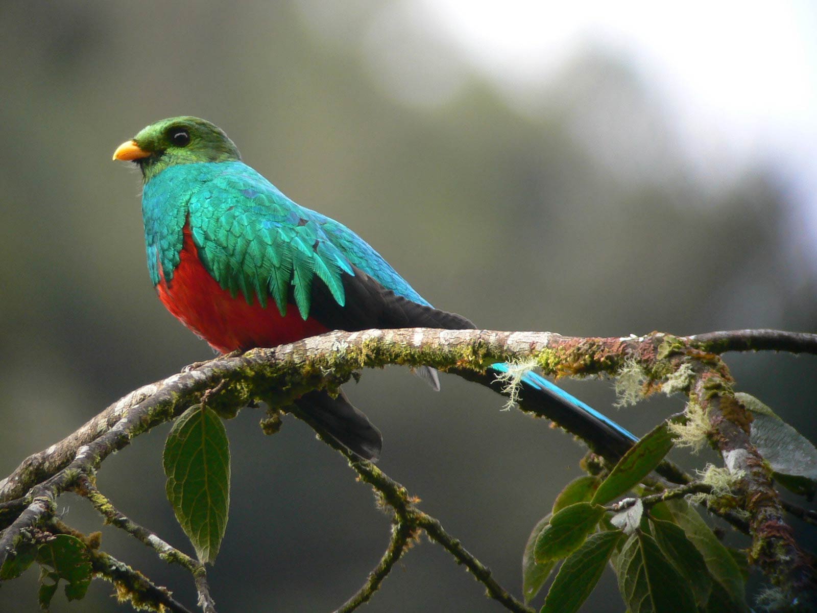 WildLife: Beautiful Quetzal Bird