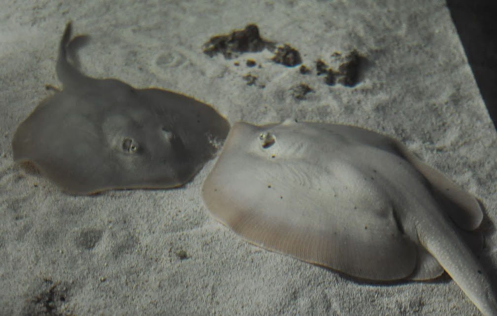 ZOOTOGRAFIANDO (6.100 ANIMALS): RAYA REDONDA (Urobatis halleri)