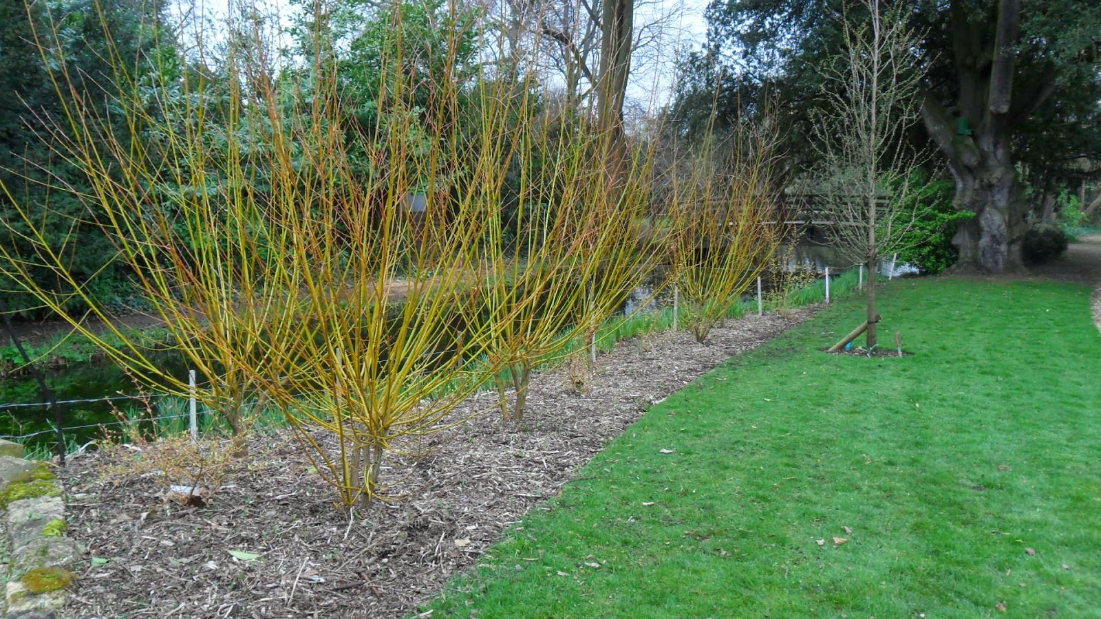 Worcester College Gardeners 2009-2018: Coppicing Willow