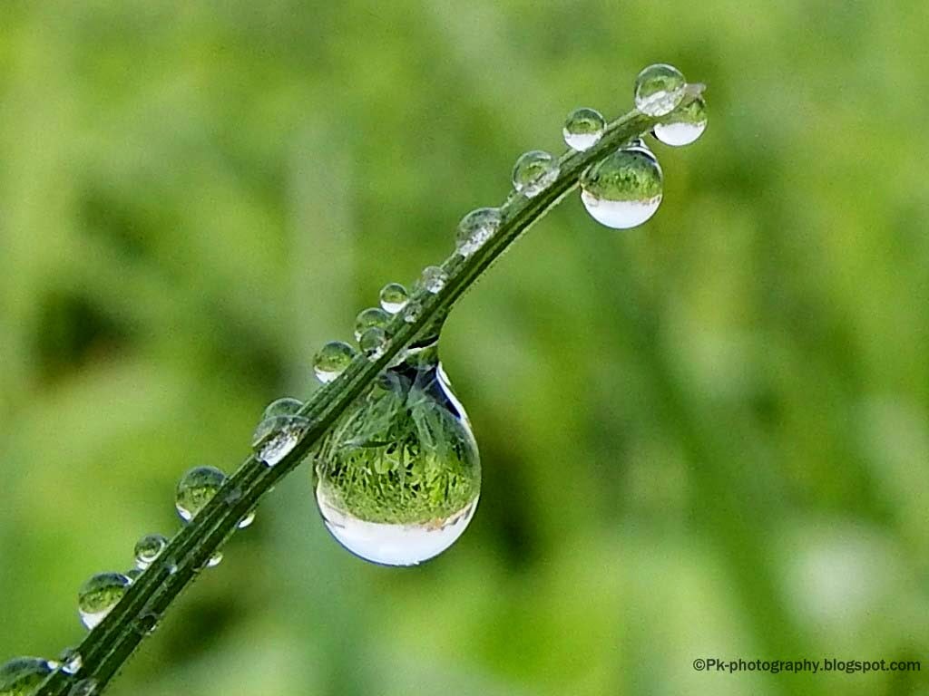 Dew Drops | Nature, Cultural, and Travel Photography Blog
