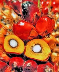 CANDOMBLÉ É PARA TODOS!: DENDÊ