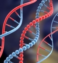 QUAD SCREENING TEST FOR WHAT? ~ pregnancy and childdevelopment