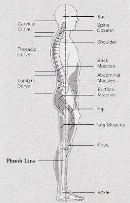 Mann Yoga Blog: How Do You Know When Your Spine is Properly Aligned?