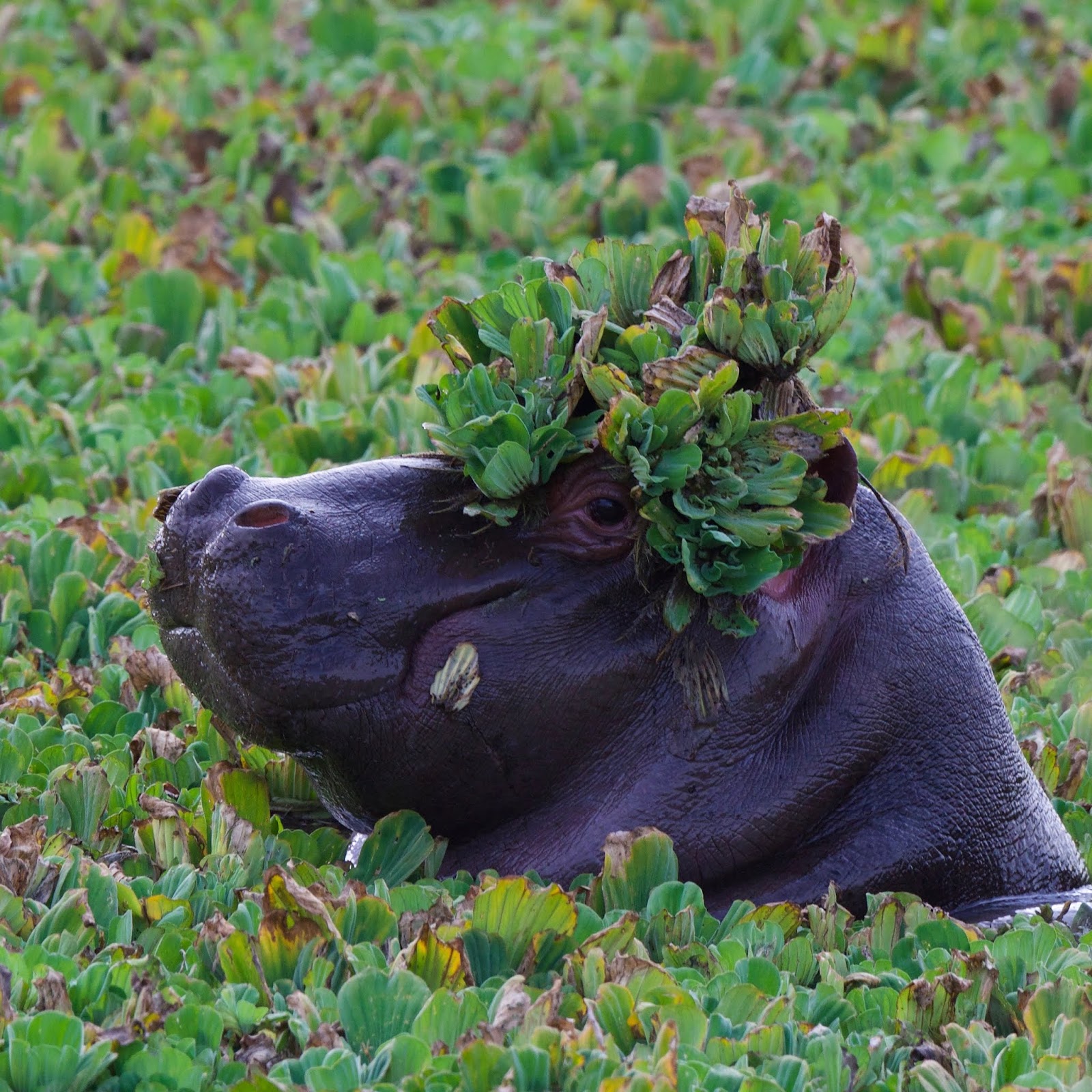Naturfoto Einar Hugnes: Kenya 5: Flodhest med hodepynt, vakre ...