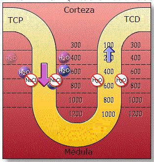 PORTAFOLIO DE EVIDENCIAS, FISIOLOGÍA BASICA JONATHAN I. JIMENEZ UAS ...