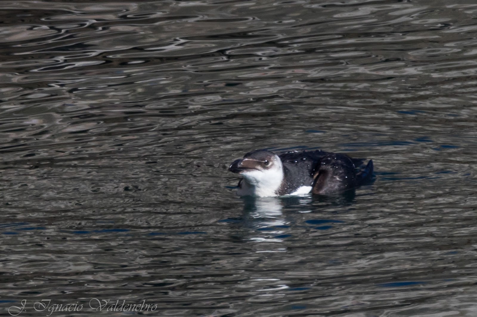 DocNatureBlog: El pingüino europeo. Alca Común (Alca torda). Alca Monxa.
