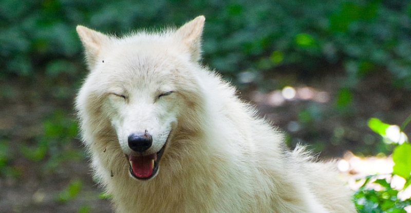 White Wolf : 17 Pictures Of Happiest Wolves Who Show The Best "Smiles"