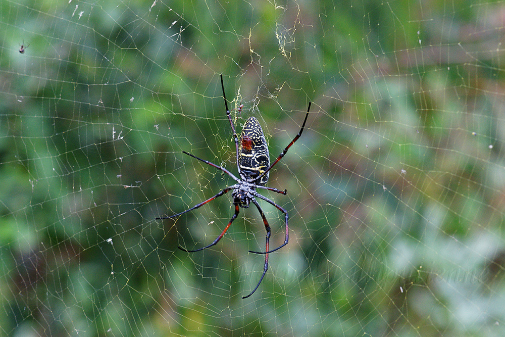 Photo Nature Lilliputienne (macrophotographies): Nephila inaurata ...