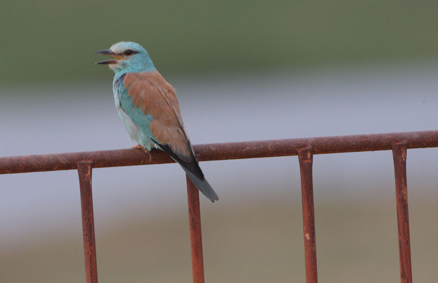 Mandy West Wildlife Photography: Algarve Birds