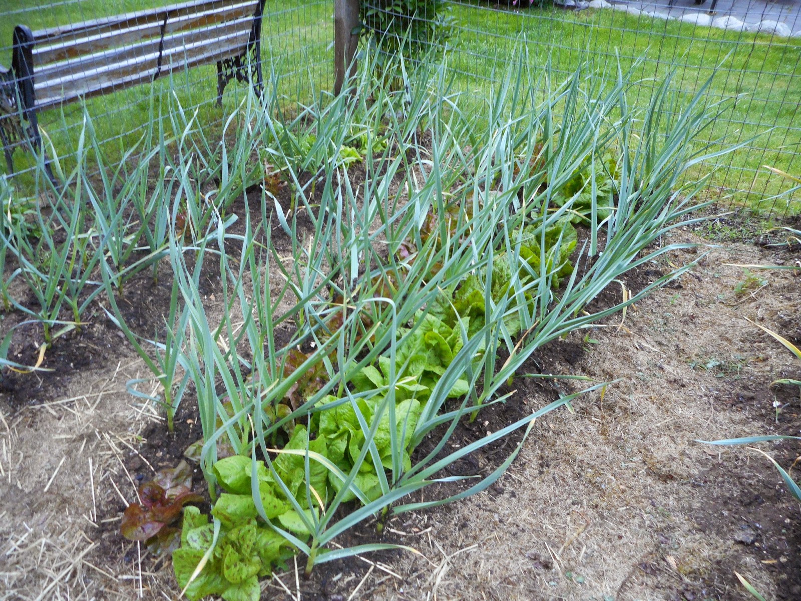 Jen & the Bean stalk: Interplanting