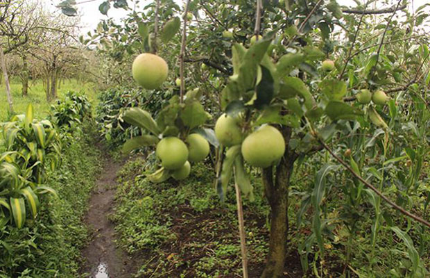 Oleh Oleh Kota Batu: Macam - macam Apel yang ada di Kota Batu