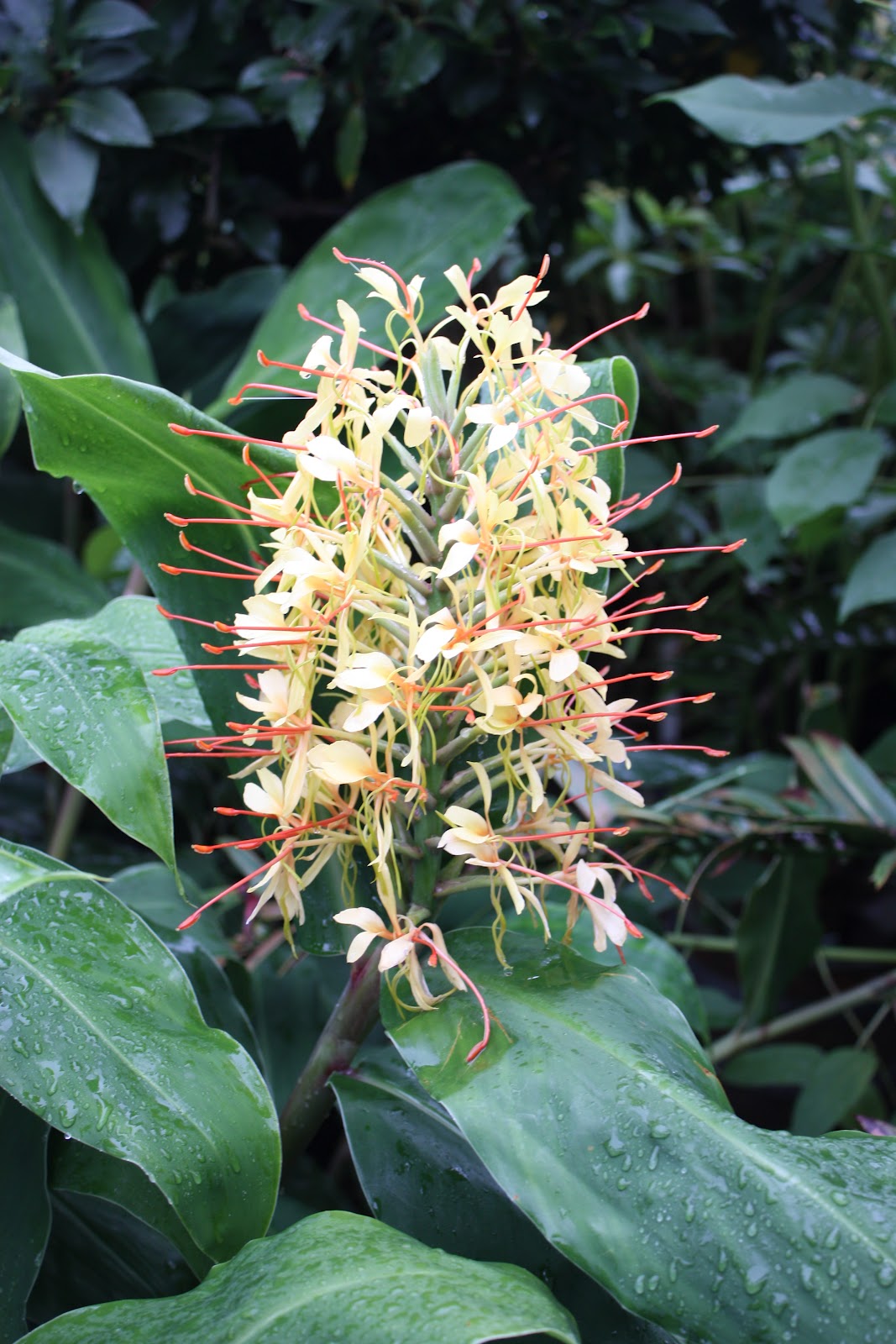Koopman's Botanica: Hedychium - Siergember