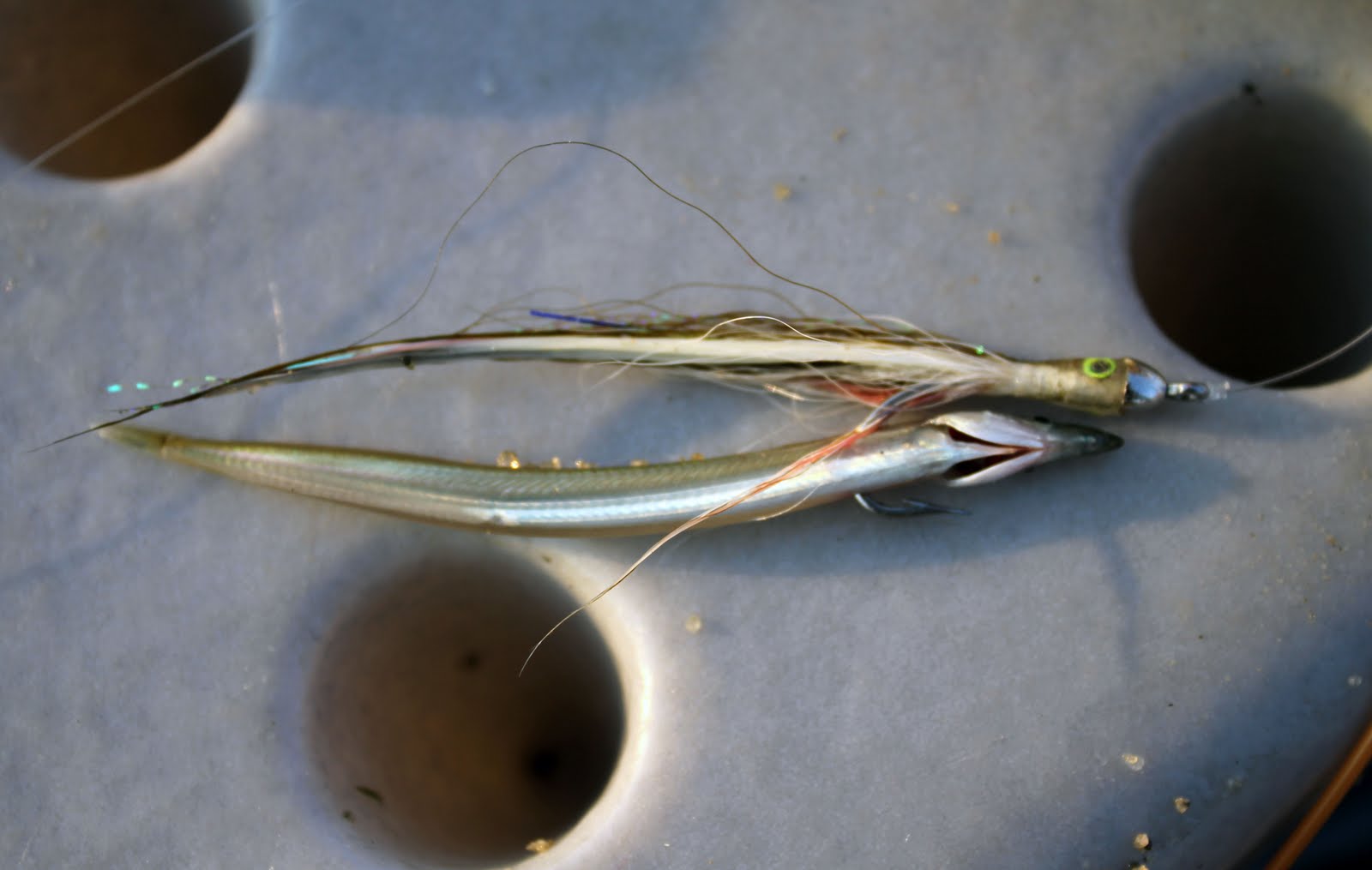 The Connecticut Yankee: Sand Eel Invasion