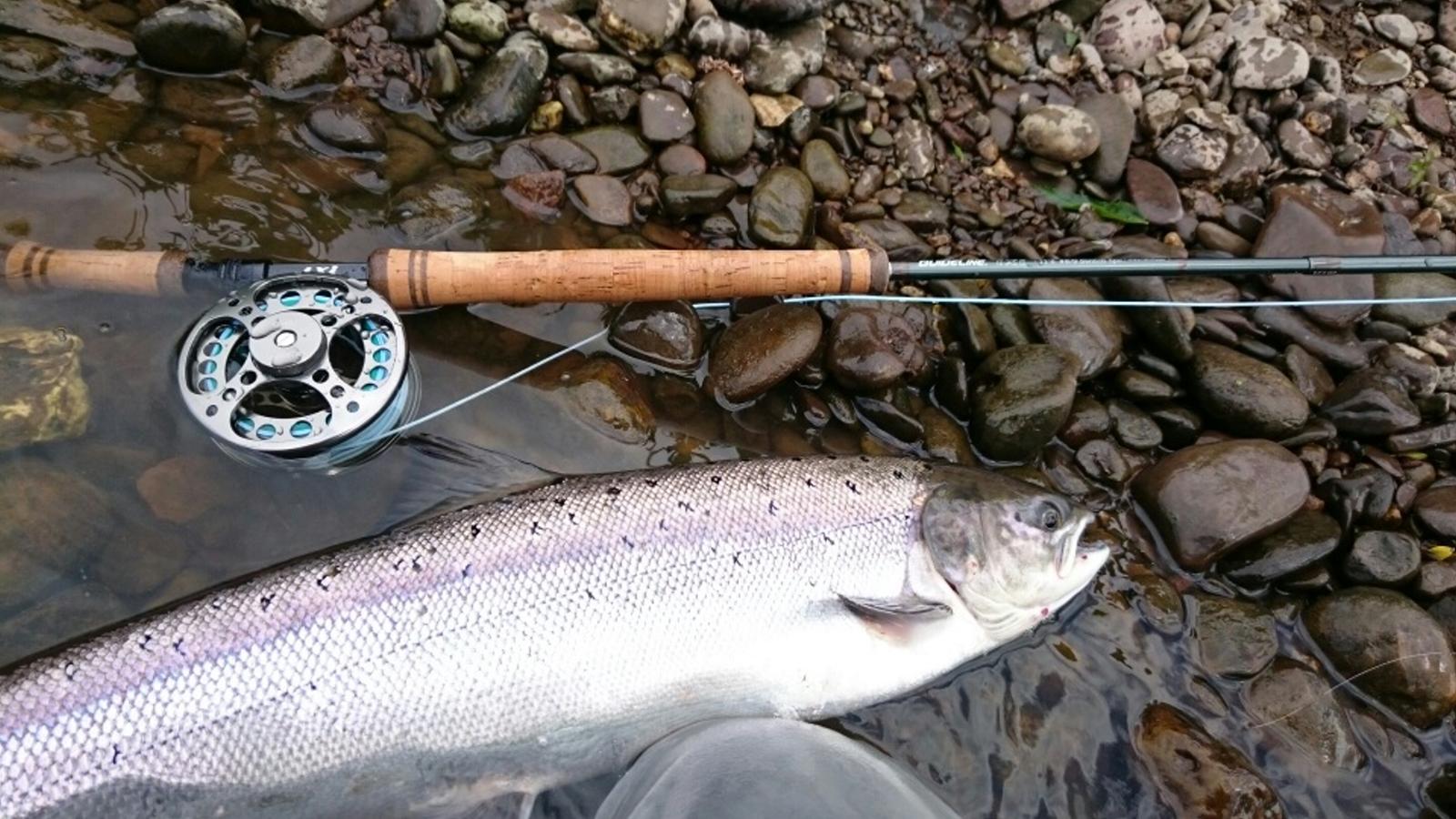 Blackwater Lodge Salmon Fishery: Fish No. 50 for the season landed this ...