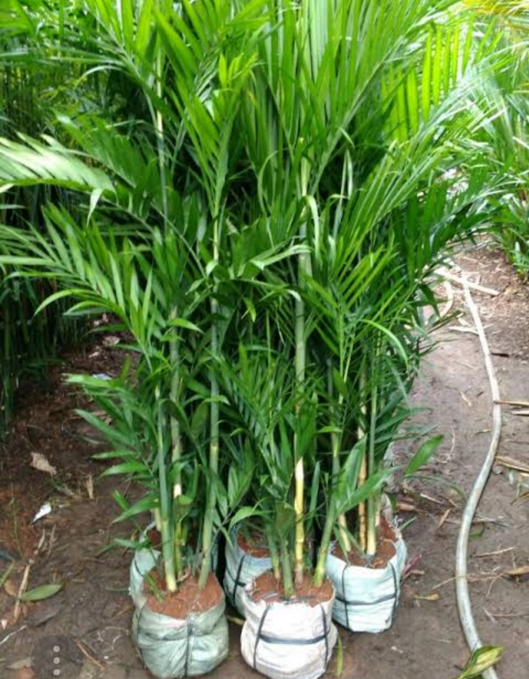 Info Terpopuler 25+ Gambar Palem Bambu