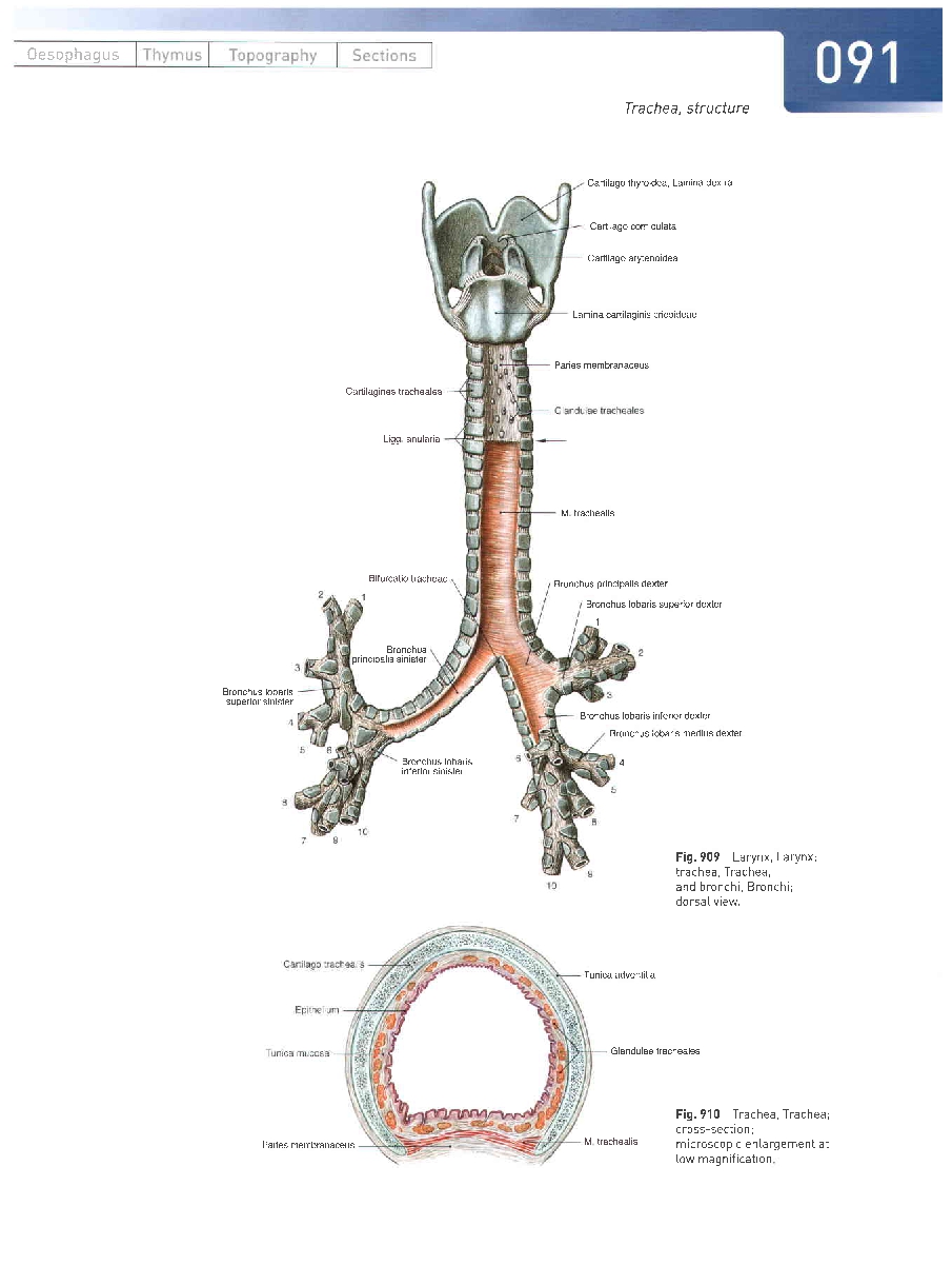 Anatomi Sobotta 2 | BlogK Putih