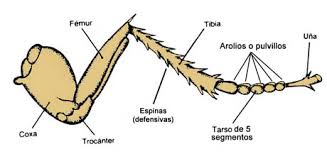 ¿TODOS LOS INSECTOS SON IGUALES?: APÉNDICES Y ALGO MÁS