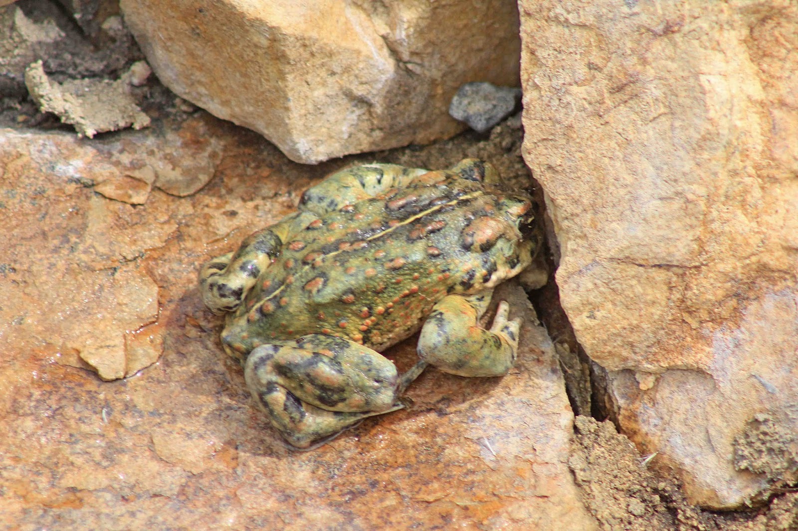 Camissonia's Corner: Fast Forward