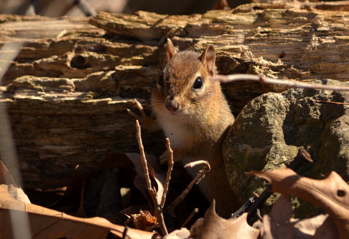 Woods Walks and Wildlife: March 2015
