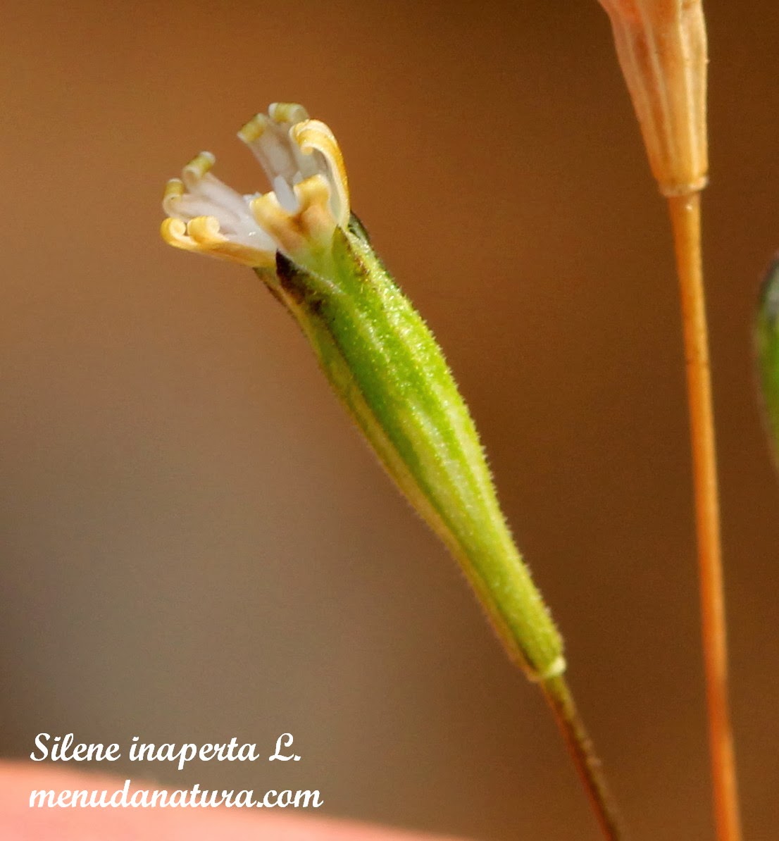 Menuda Natura: de febrer 2014